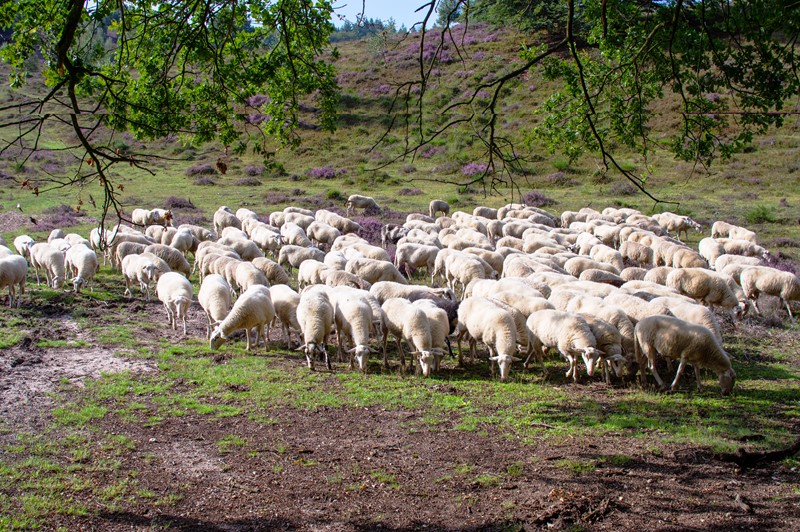 Farming – using the herd basis | Wenn Townsend